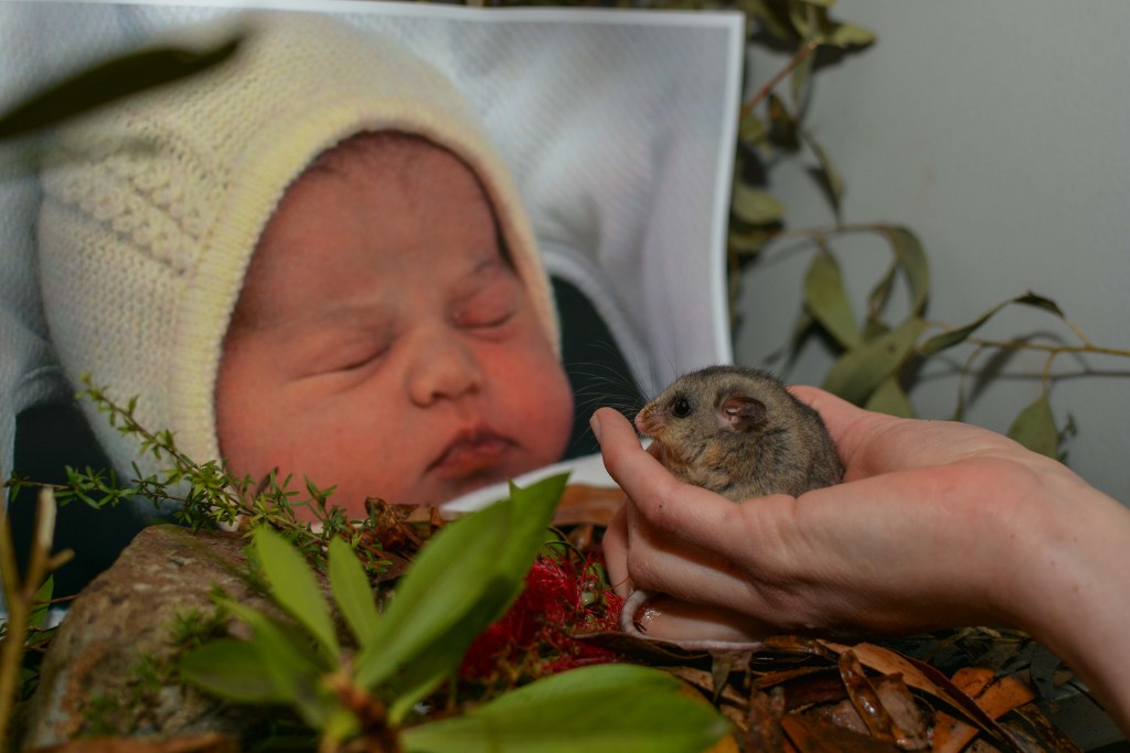 Hello possums - it's a royal baby bonus | Mountain Views Star Mail